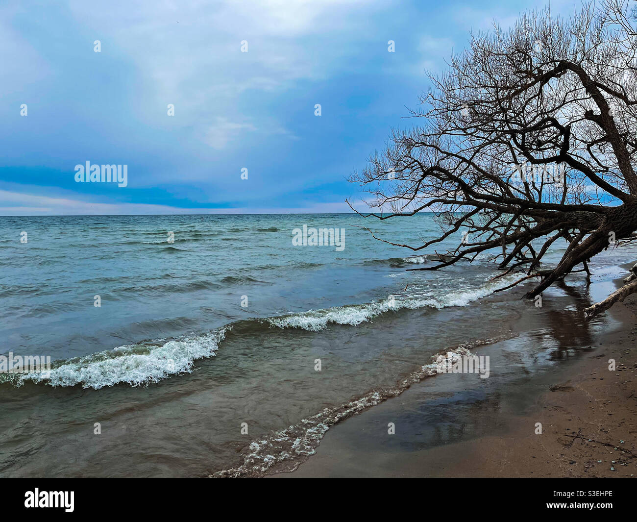 Fallen tree on the beach hi-res stock photography and images - Alamy