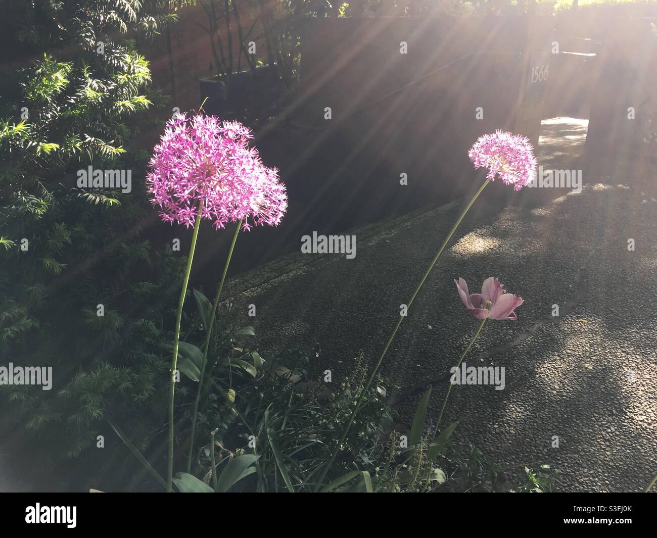Round flowers hi-res stock photography and images - Alamy