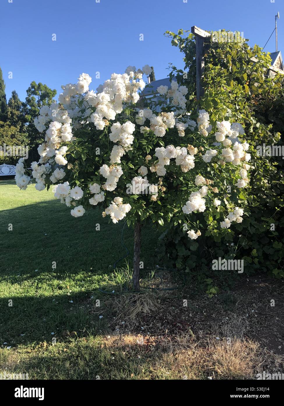 White Rose Bush High Resolution Stock Photography and Images - Alamy