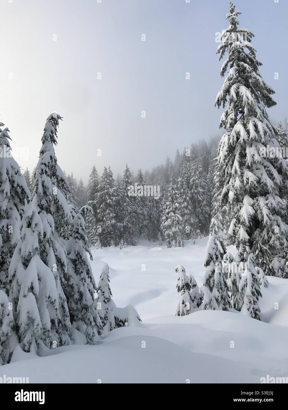 Fresh snowfall hi-res stock photography and images - Alamy