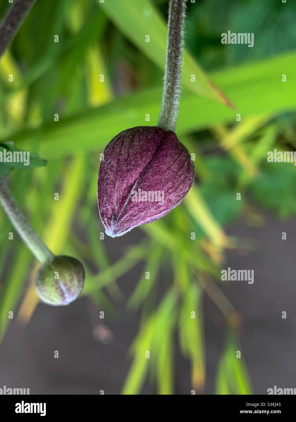 Japanese thimbleflower hi-res stock photography and images - Alamy