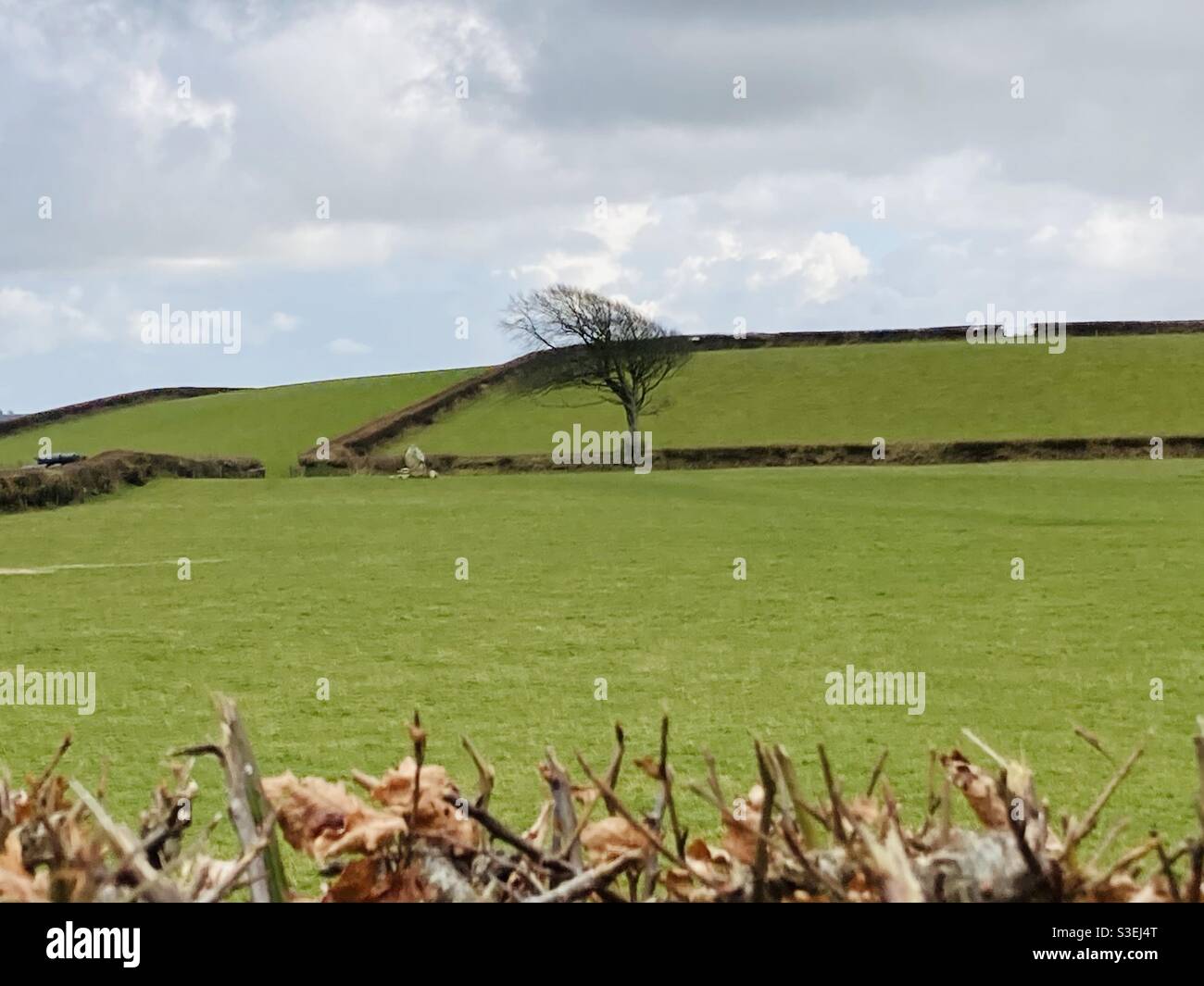 Wind blown tree hi-res stock photography and images - Alamy