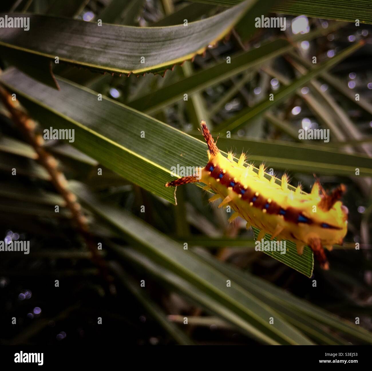 Southeast asia insects hi-res stock photography and images - Alamy