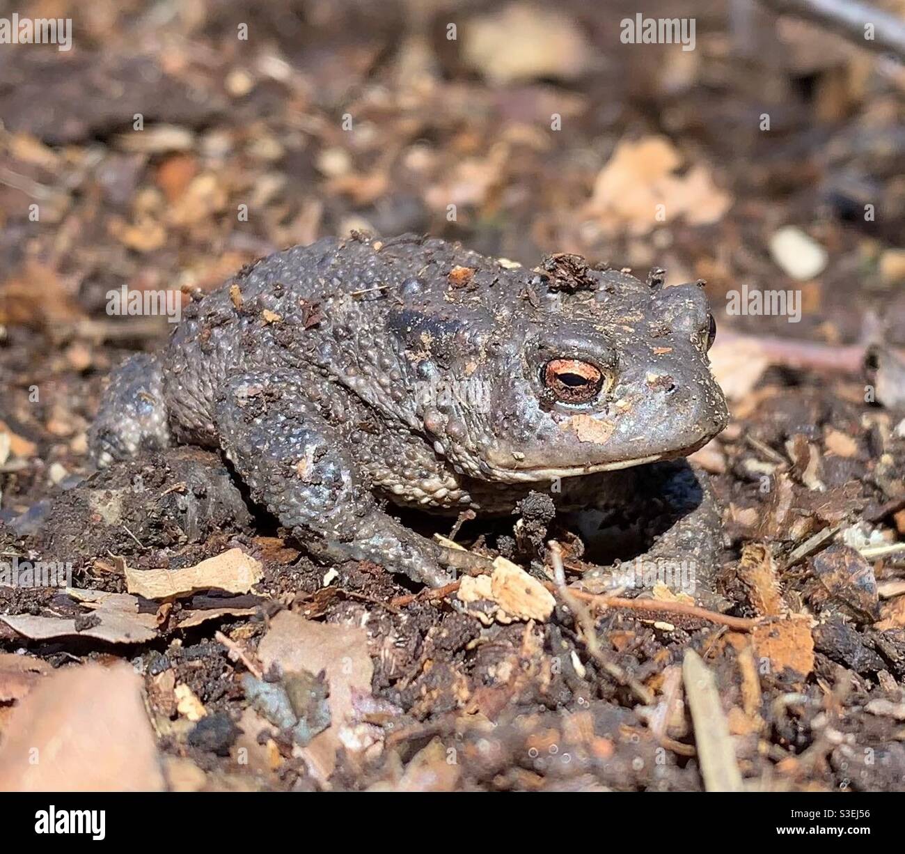 Common Toad (Bufo bufo Stock Photo - Alamy