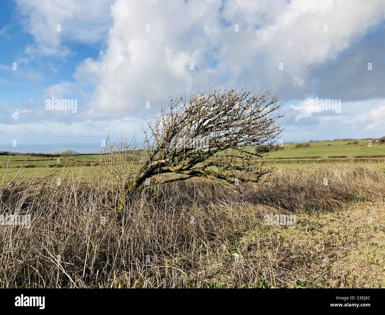 Wind blown tree hi-res stock photography and images - Alamy