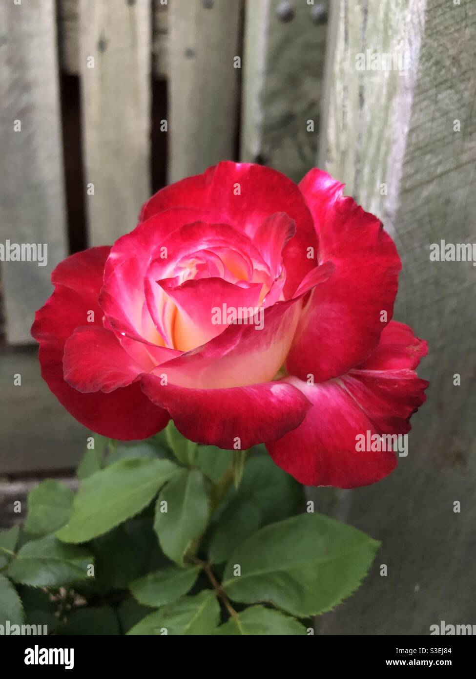 Australia roses hi-res stock photography and images - Alamy
