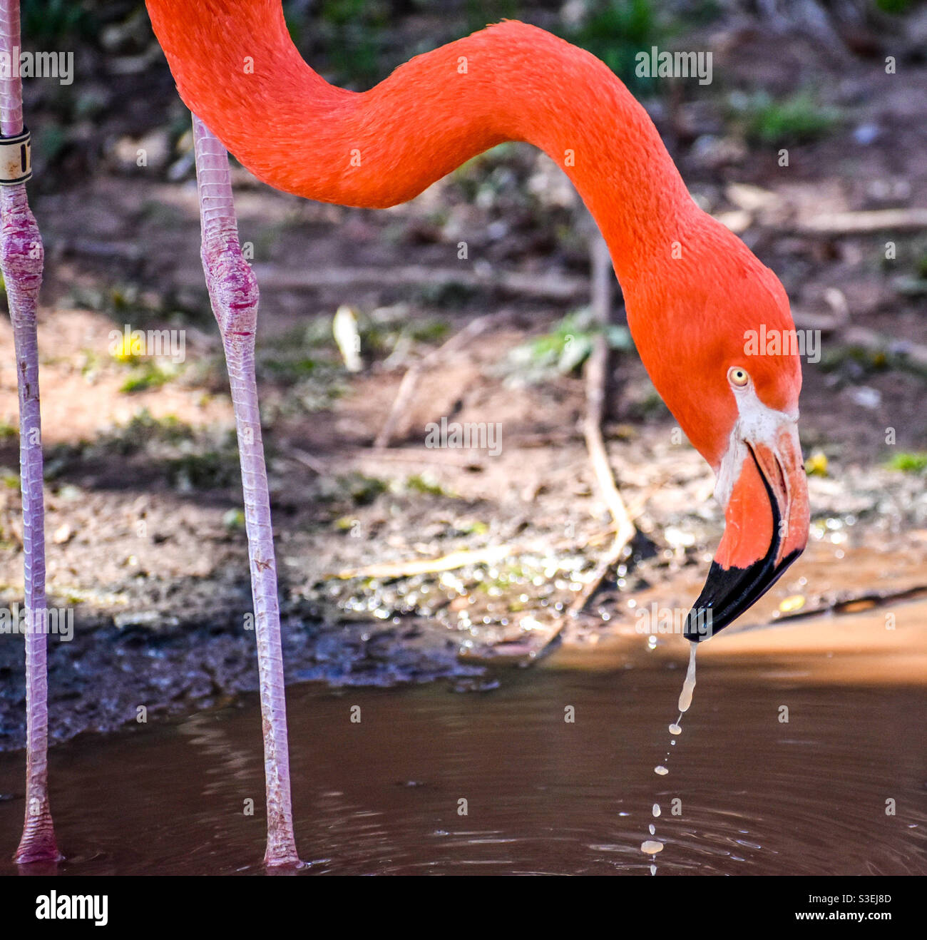 Flamingo coming up fro getting a drink of water Stock Photo - Alamy