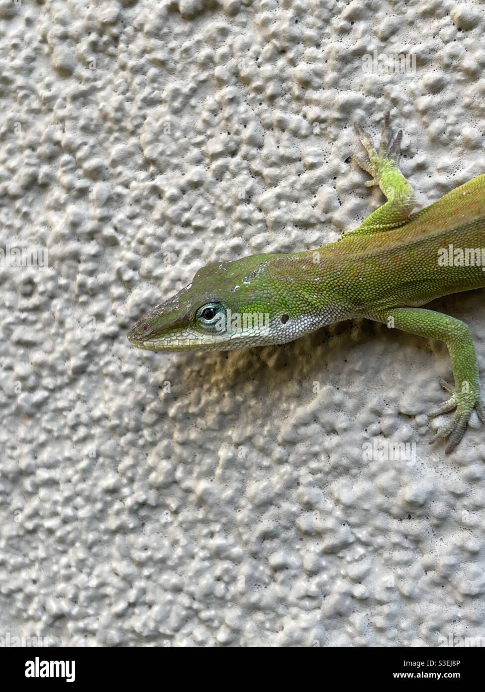 Face and colorful eye of a green anole lizard Stock Photo - Alamy