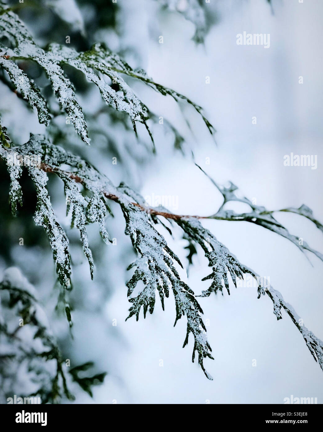 Frozen trees hi-res stock photography and images - Alamy