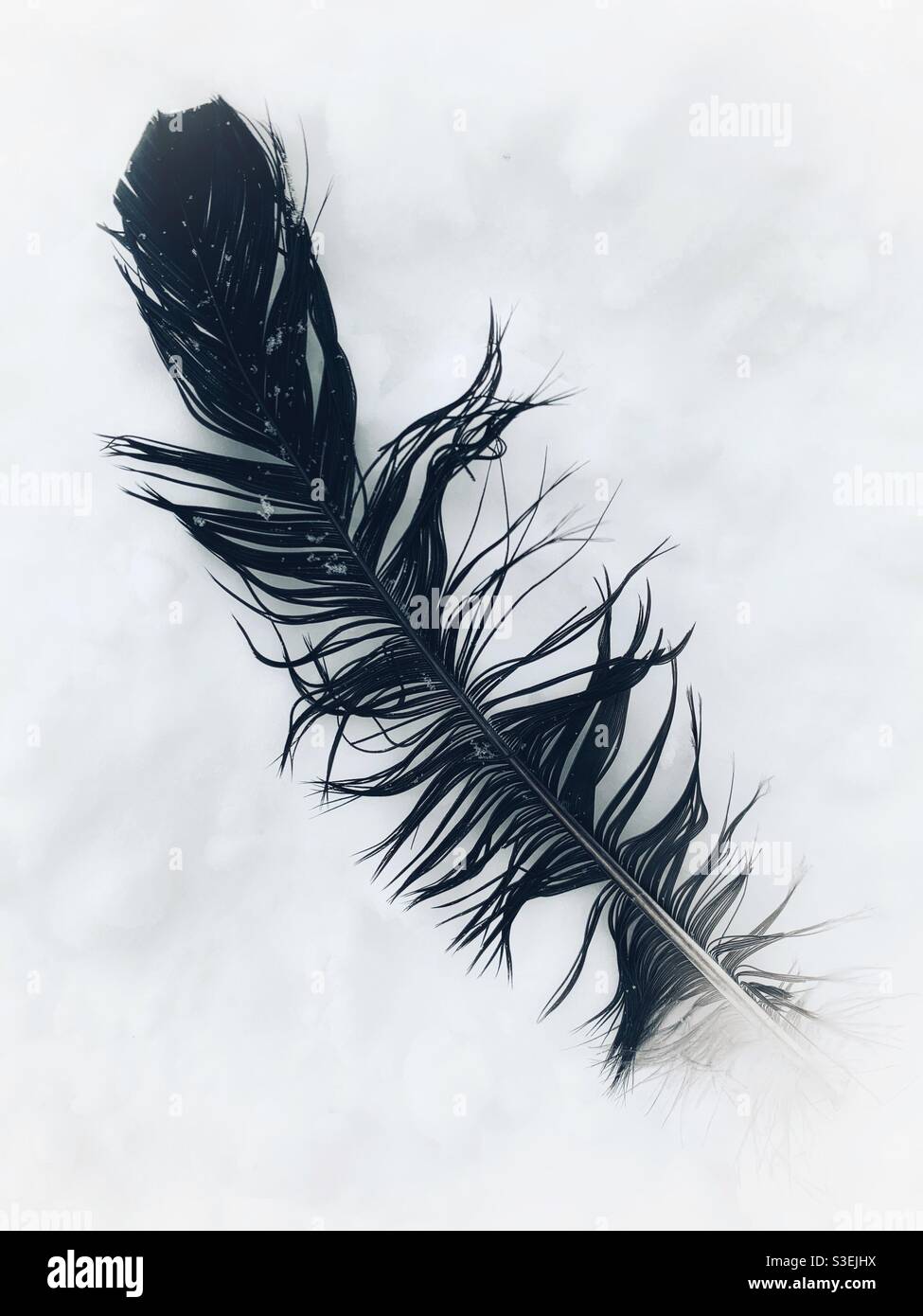Black raven feather hi-res stock photography and images - Alamy