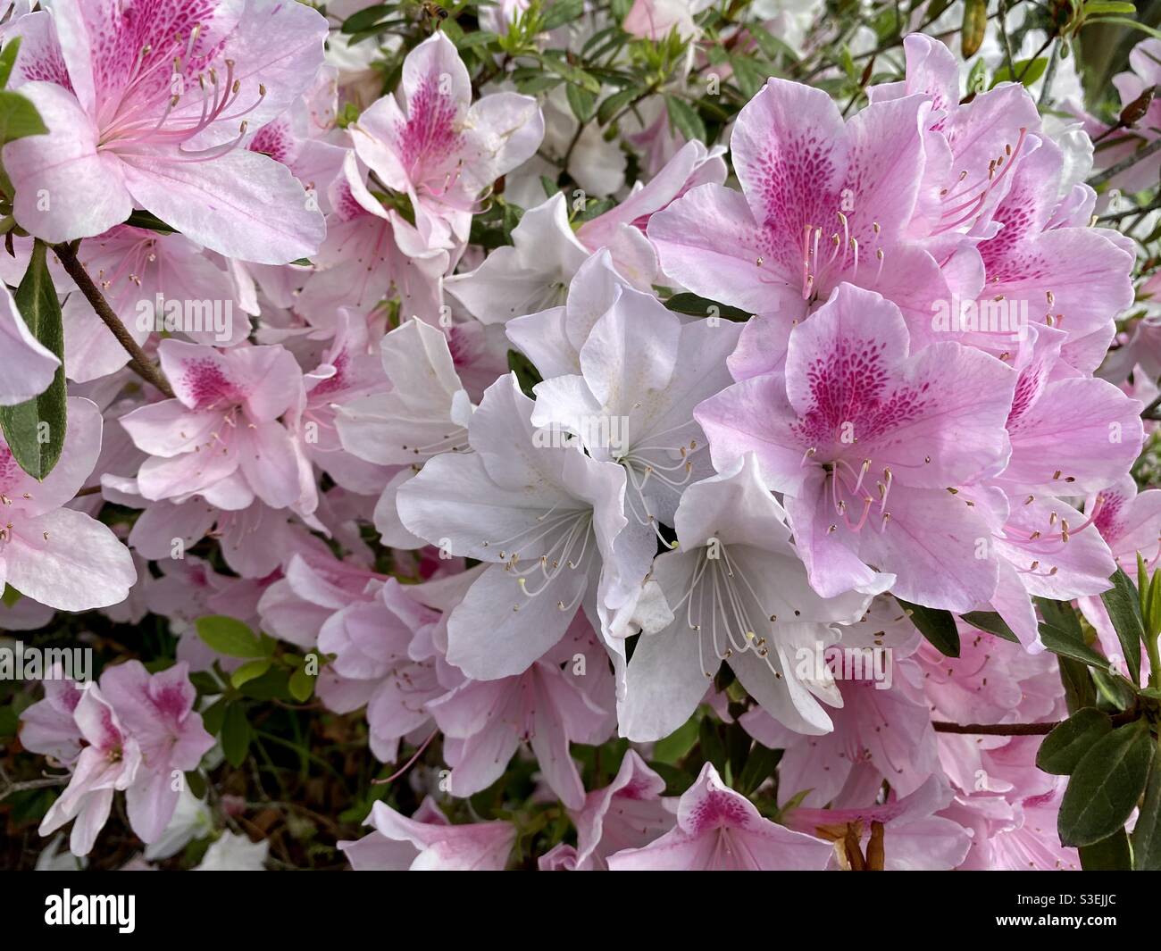 Pink azaleas blossoms hi-res stock photography and images - Alamy
