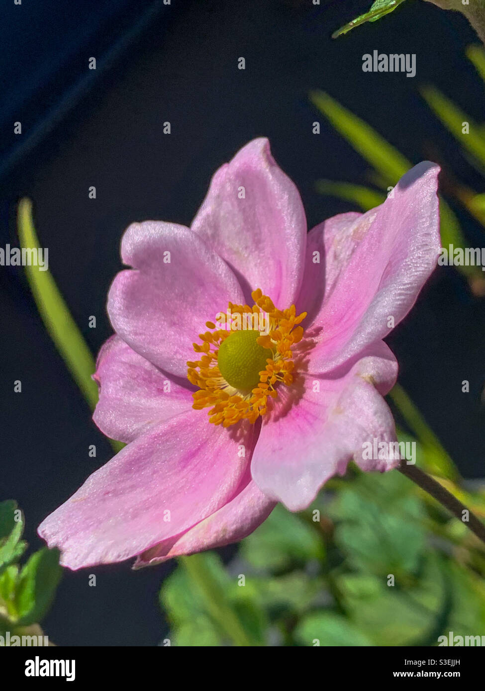 Soft pretty pastel pink Japanese Windflower in the sunshine in the ...