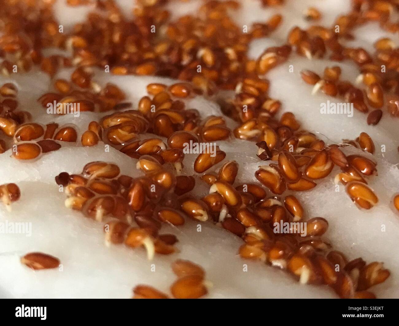 Cress seeds hi-res stock photography and images - Alamy