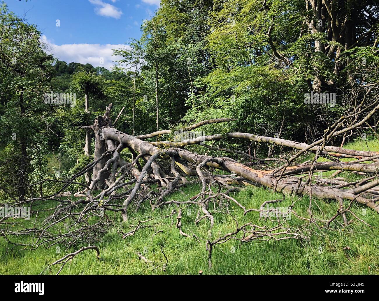 Large fallen dead tree in a field Stock Photo - Alamy