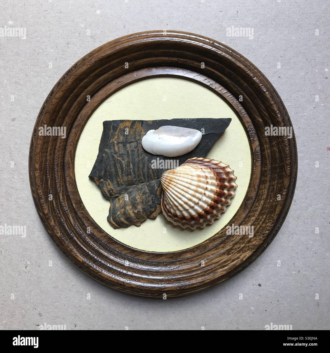 Mesozoic era fossil hi-res stock photography and images - Alamy