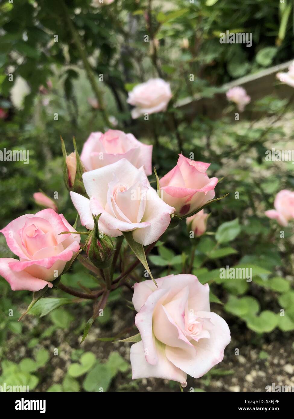 Mini roses hi-res stock photography and images - Alamy
