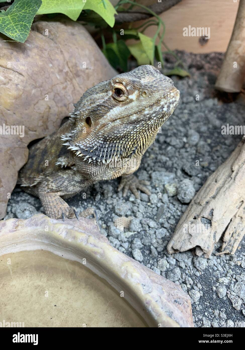 Hooman hi-res stock photography and images - Alamy Hooman hi-res stock photography and images - Alamy