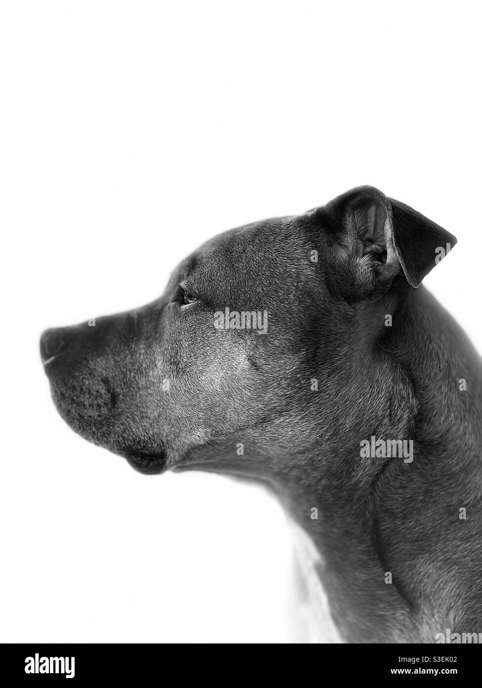 Dog Stoic High Resolution Stock Photography and Images - Alamy