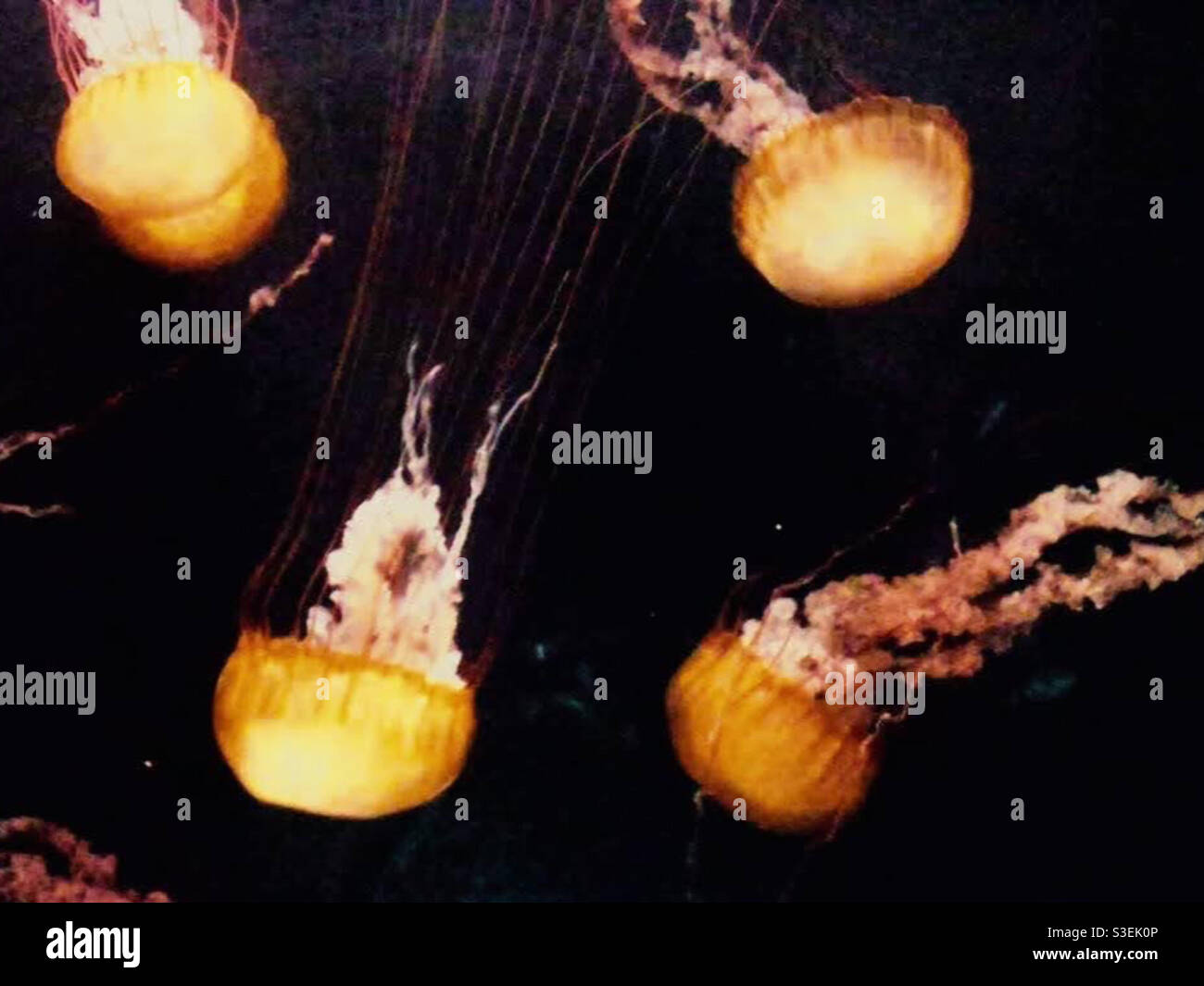 Yellow jelly fish hi-res stock photography and images - Alamy