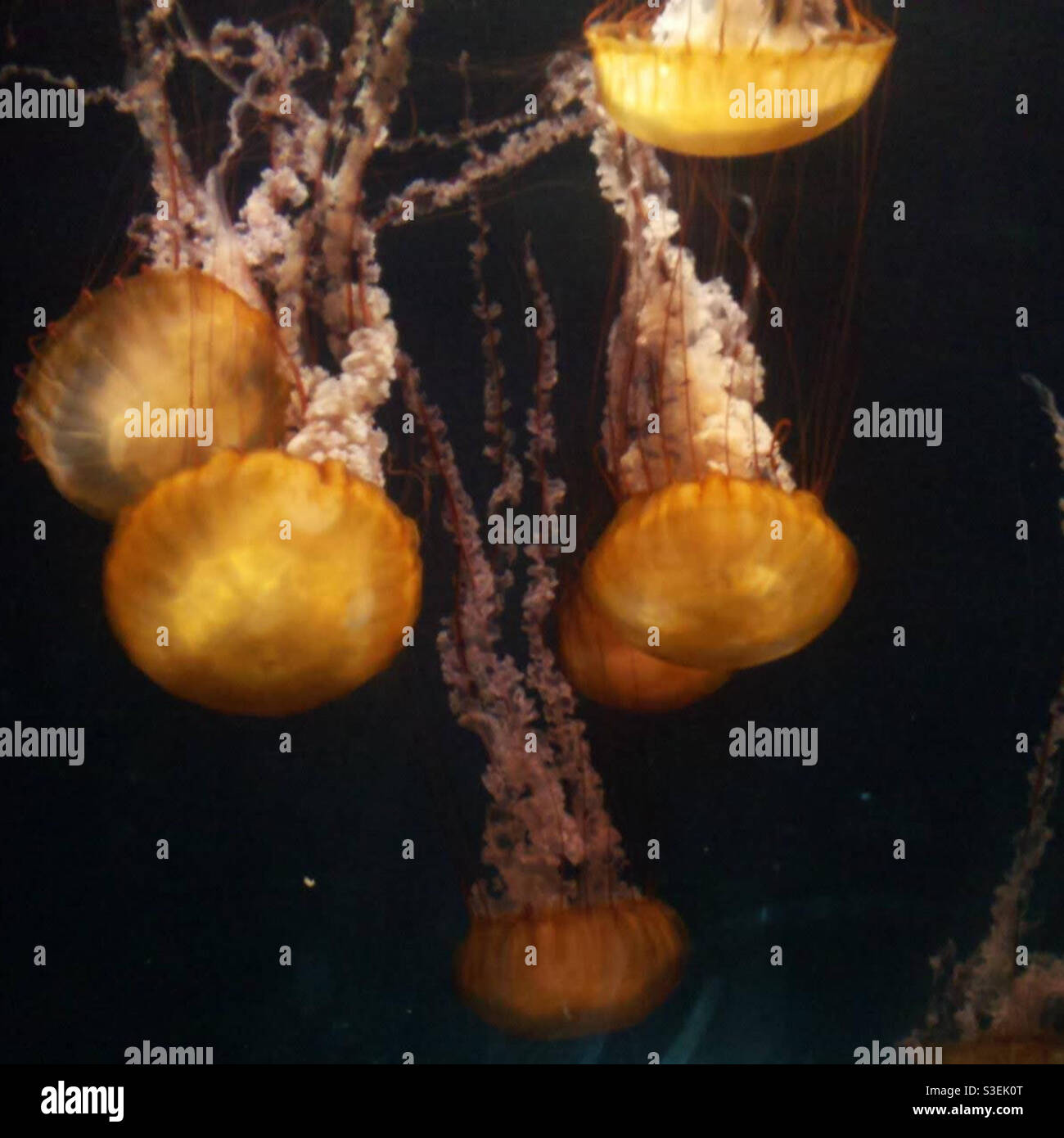 Yellow Jelly Fish High Resolution Stock Photography and Images - Alamy