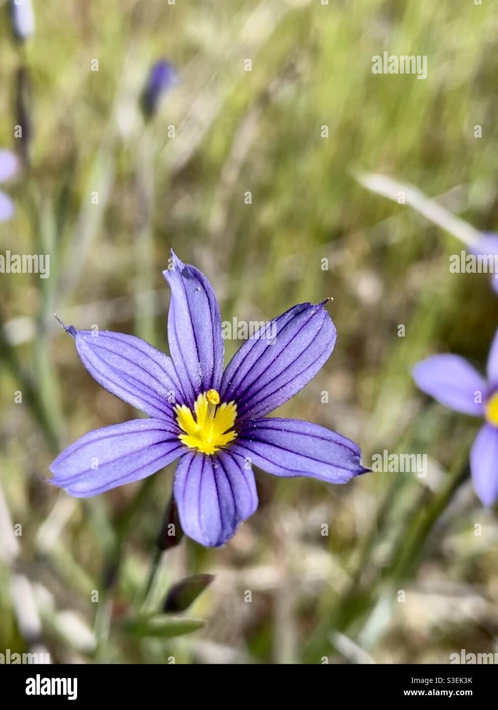 Lonely flower hi-res stock photography and images - Alamy