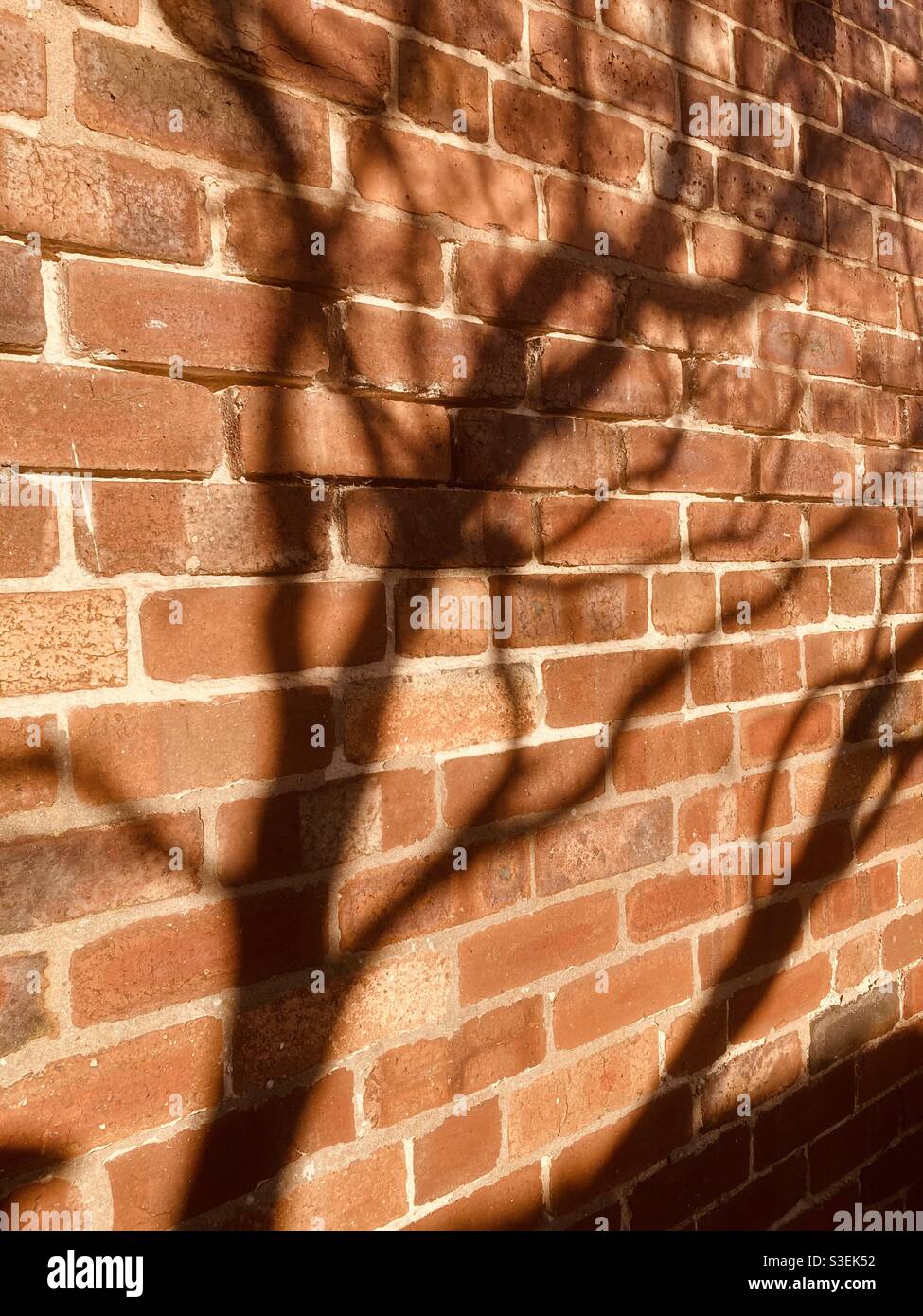 Tree Shadow Wall Brick Wall High Resolution Stock Photography and ...