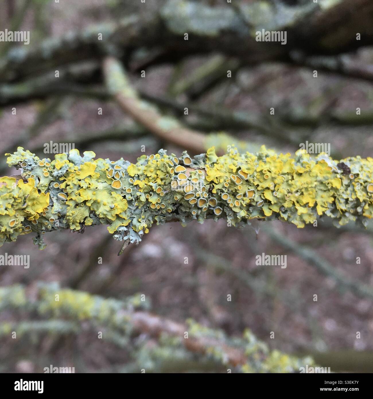Lichen on a tree branch Stock Photo - Alamy