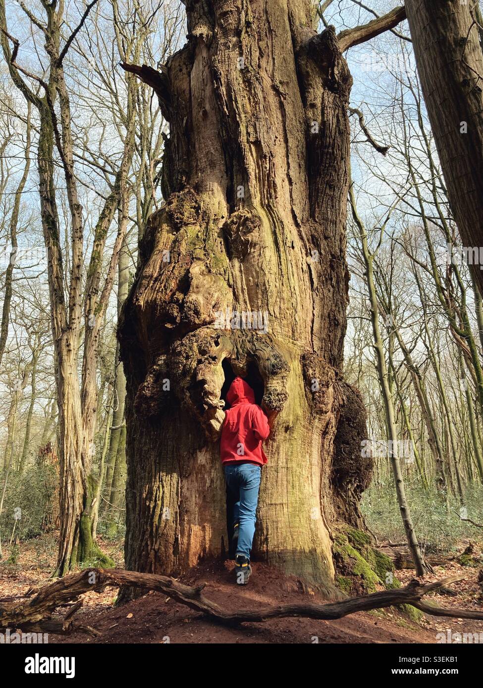 Bewitched tree hi-res stock photography and images - Alamy