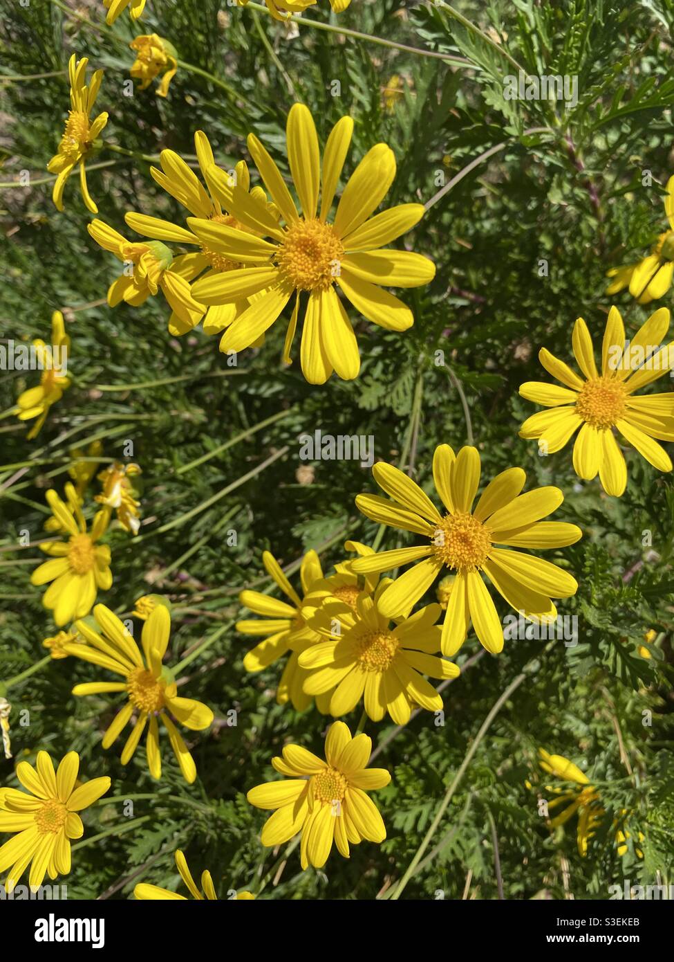 Spring flowers petals leaves hi-res stock photography and images - Alamy
