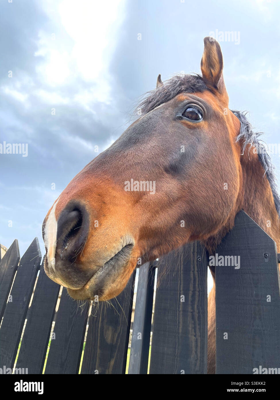 Equine animals hi-res stock photography and images - Alamy