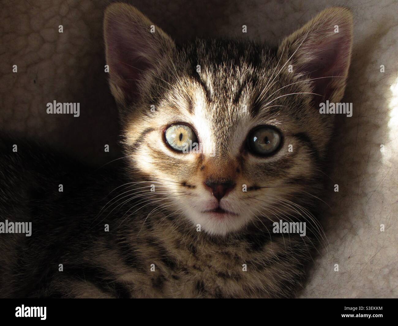 Grey tabby kitten hi-res stock photography and images - Alamy
