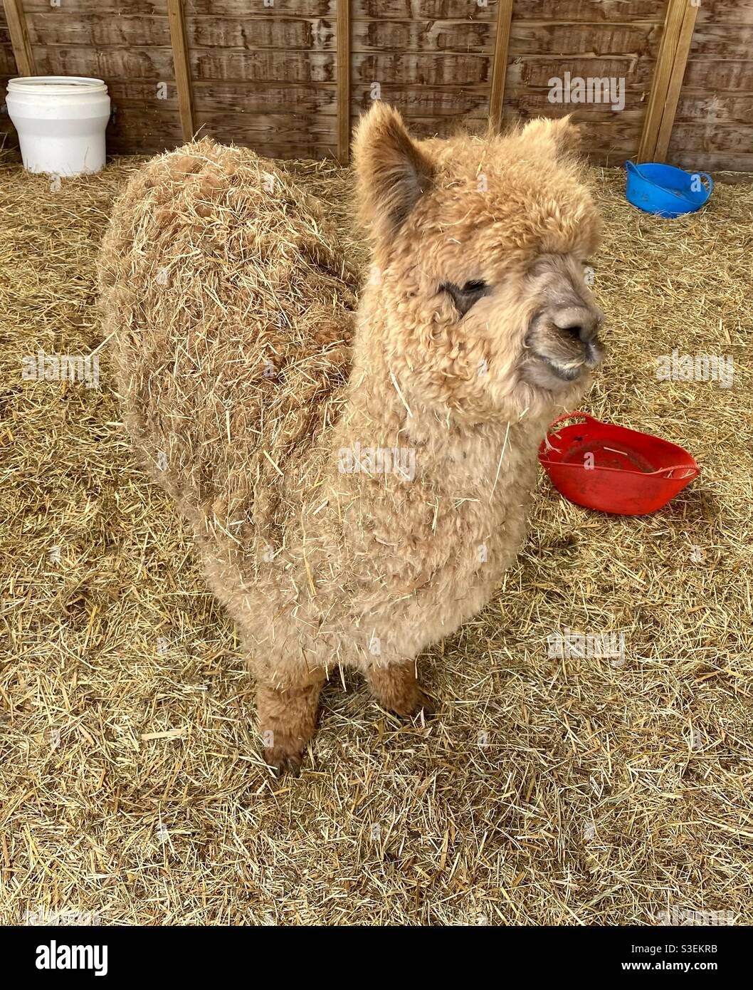 Lane house alpacas Stock Photo - Alamy