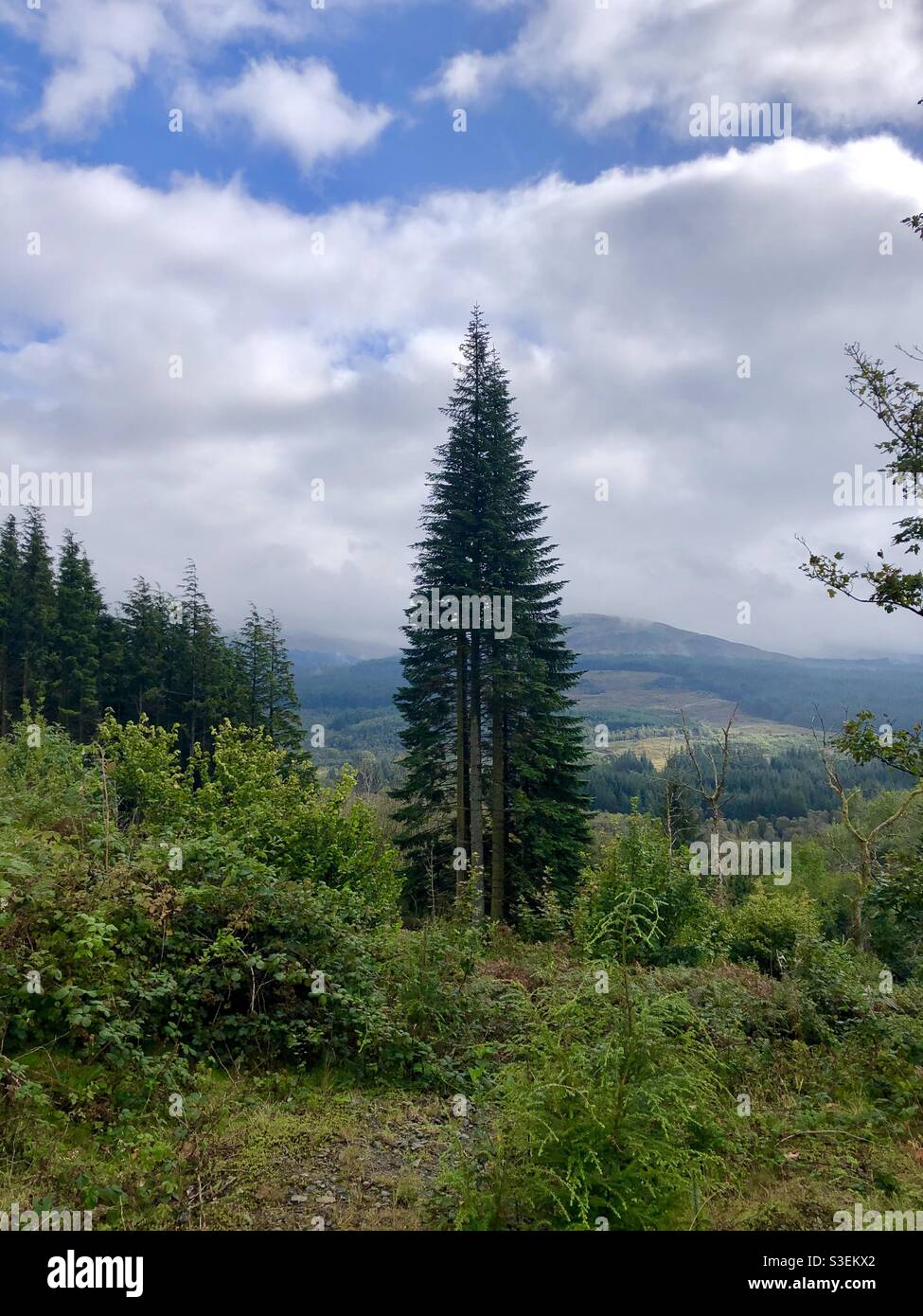 Scottish Fir Tree High Resolution Stock Photography and Images - Alamy