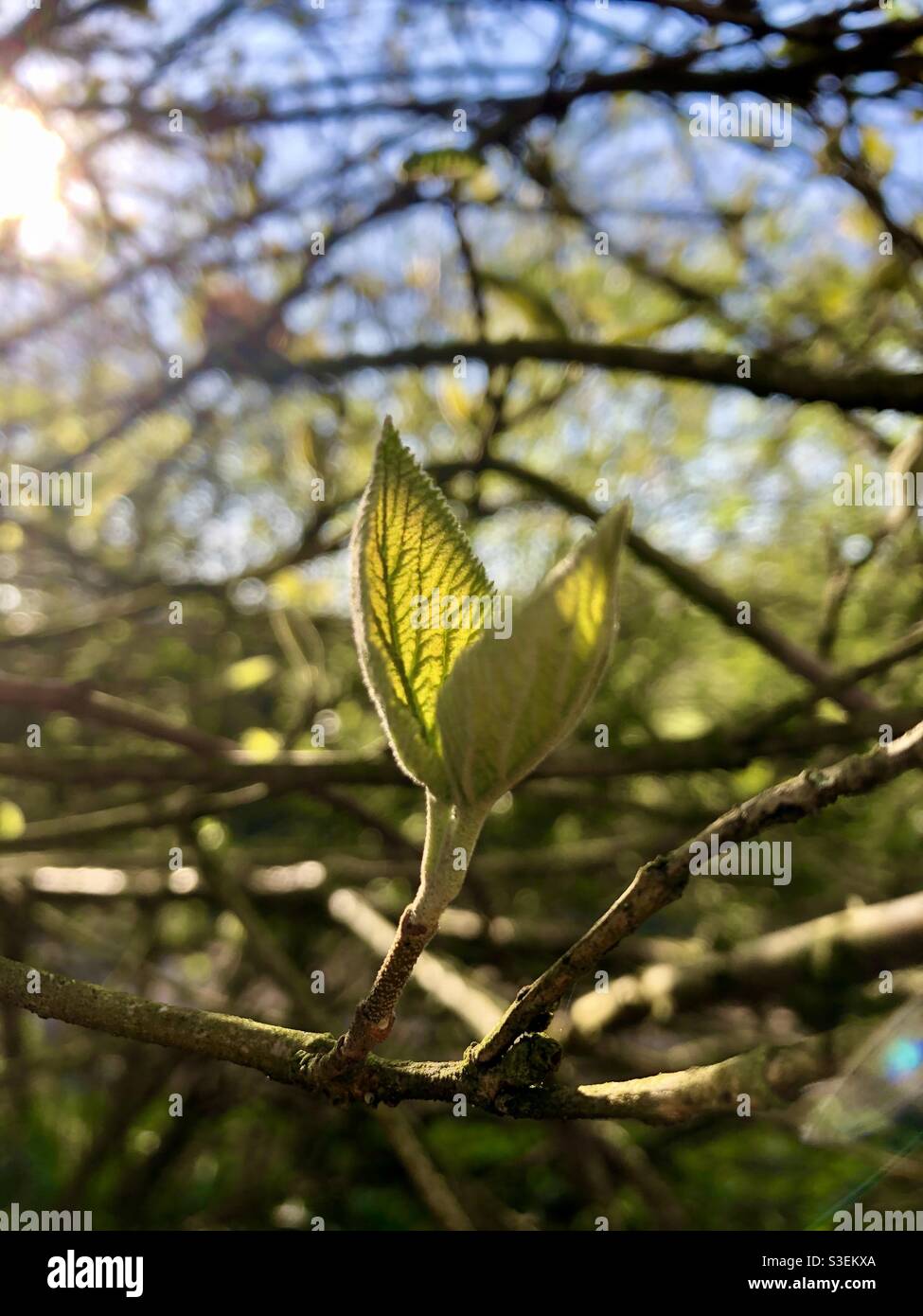 Pair of leaves hi-res stock photography and images - Alamy