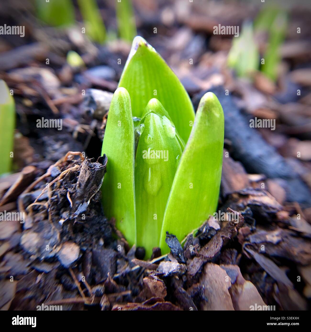 Spring bulb leaves hi-res stock photography and images - Alamy