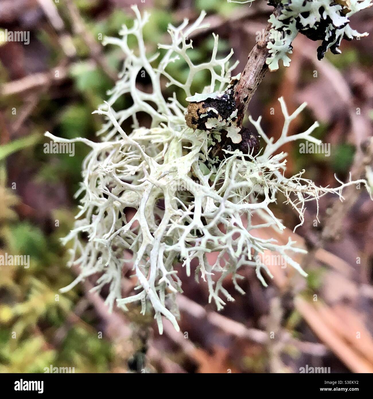 Oakmoss hi-res stock photography and images - Alamy