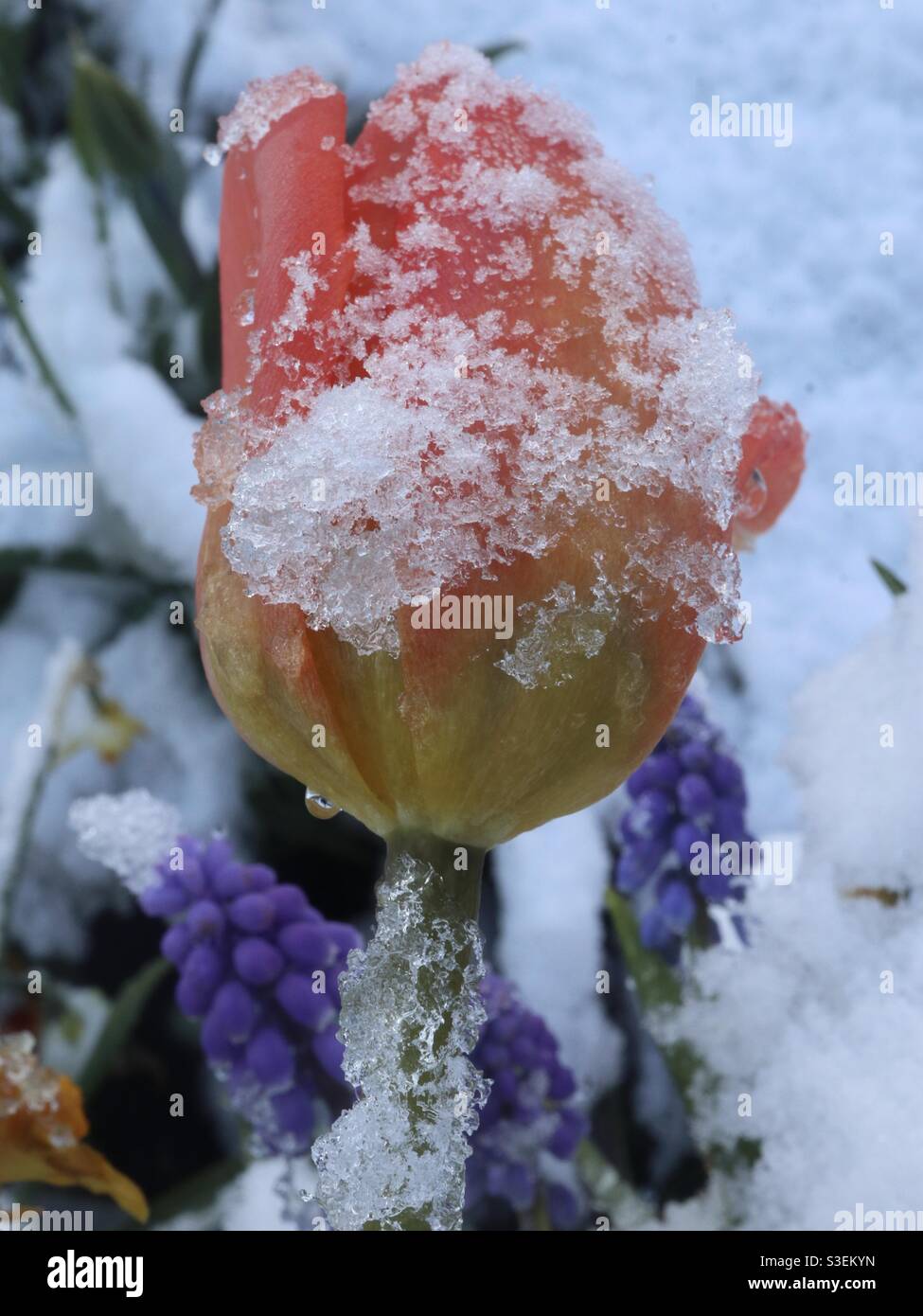 Tulip and Ice Stock Photo - Alamy