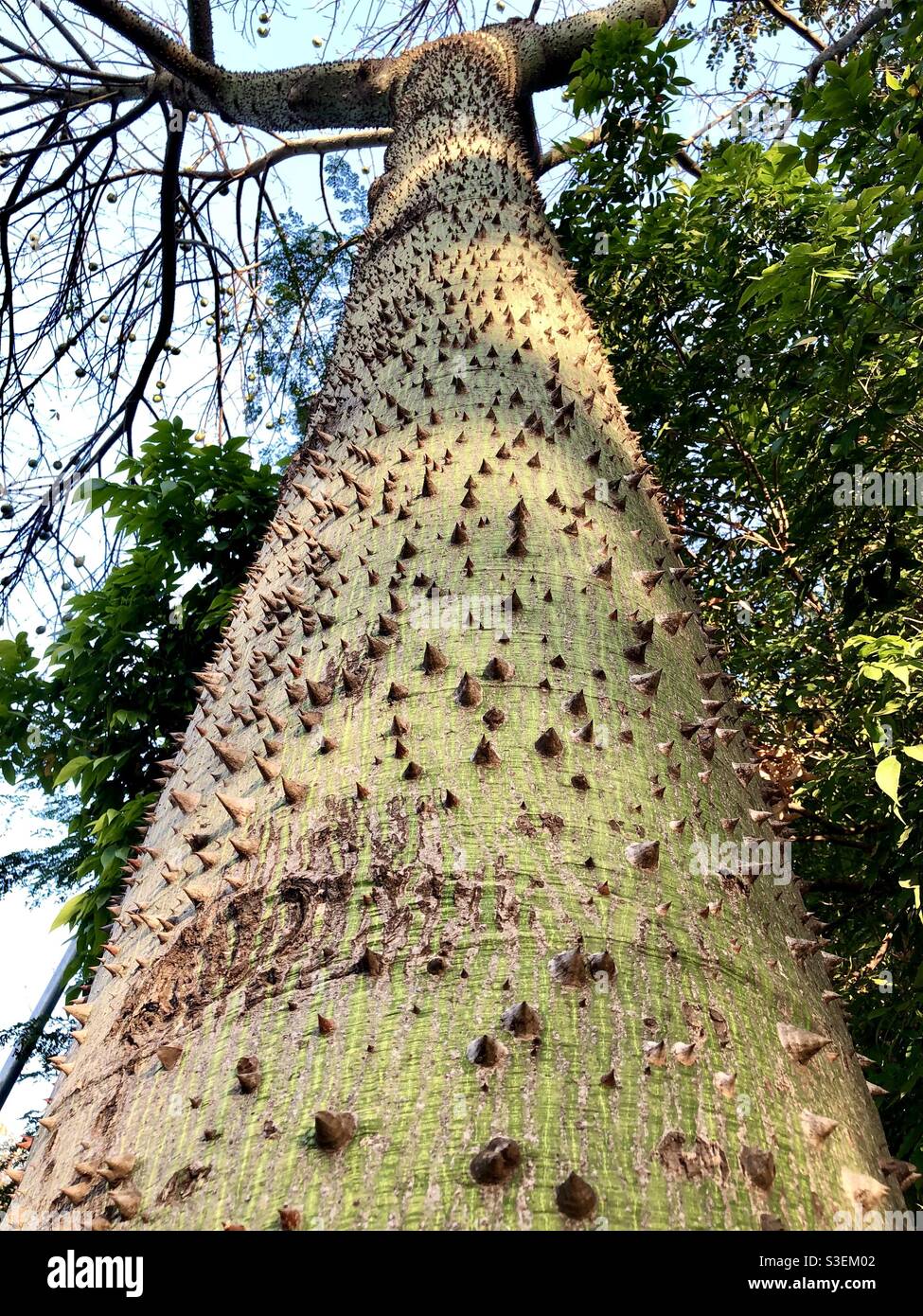 Ceiba speciosa tronco hi-res stock photography and images - Alamy