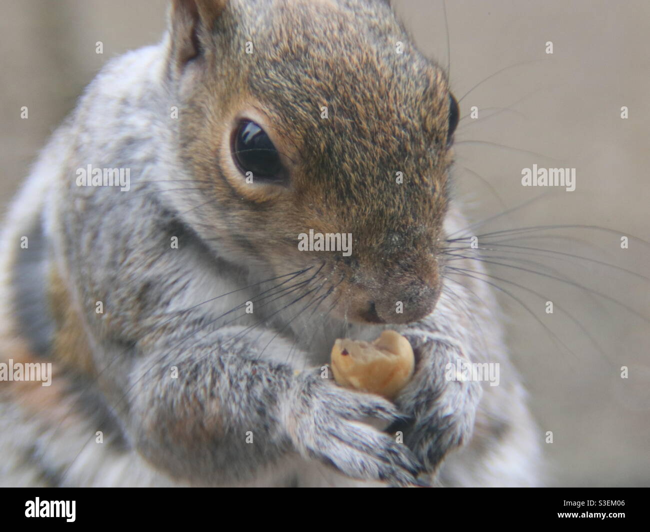 Squirrel and Hazelnut Stock Photo - Alamy
