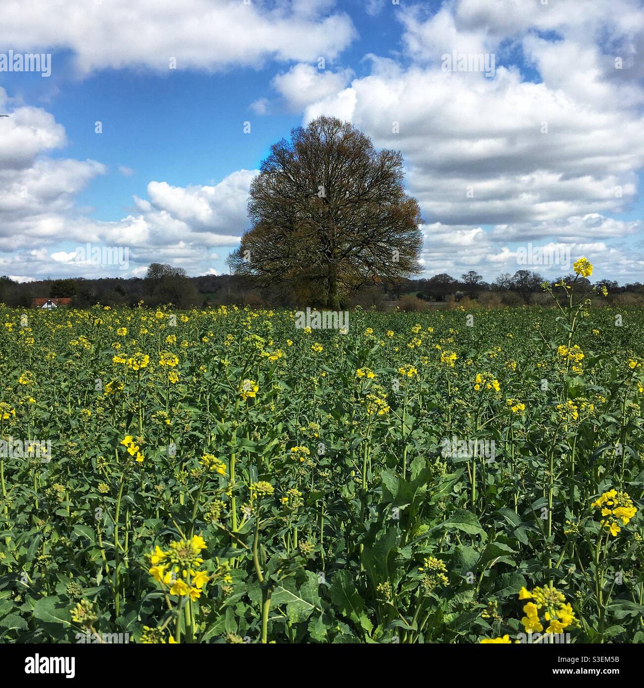 Tree, a field of rapeseed, blue sky and clouds Stock Photo - Alamy