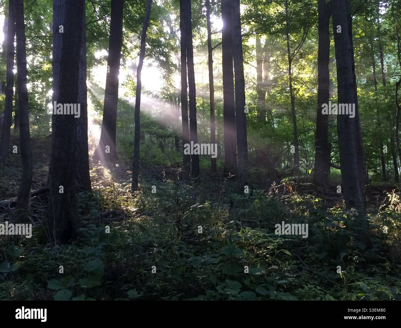 Green forest trees sun hi-res stock photography and images - Alamy