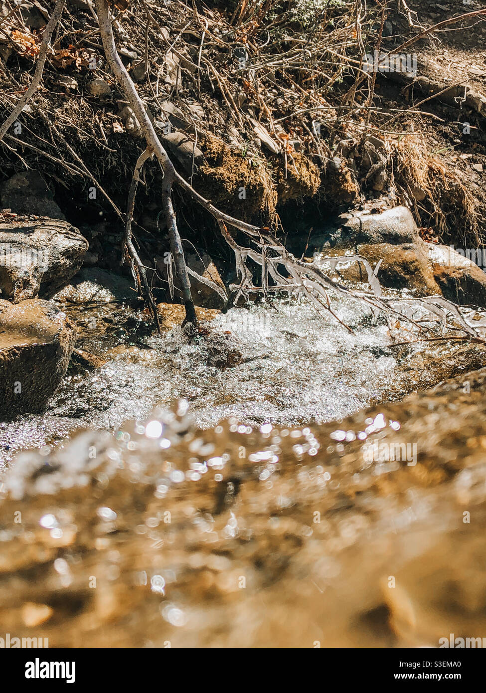 Tree branches in river hi-res stock photography and images - Alamy