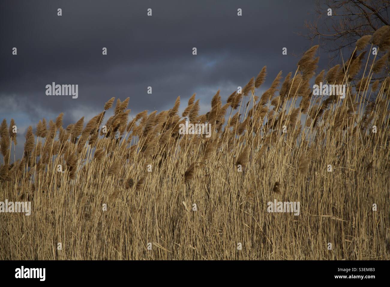 Sheafs of wheat hi-res stock photography and images - Alamy