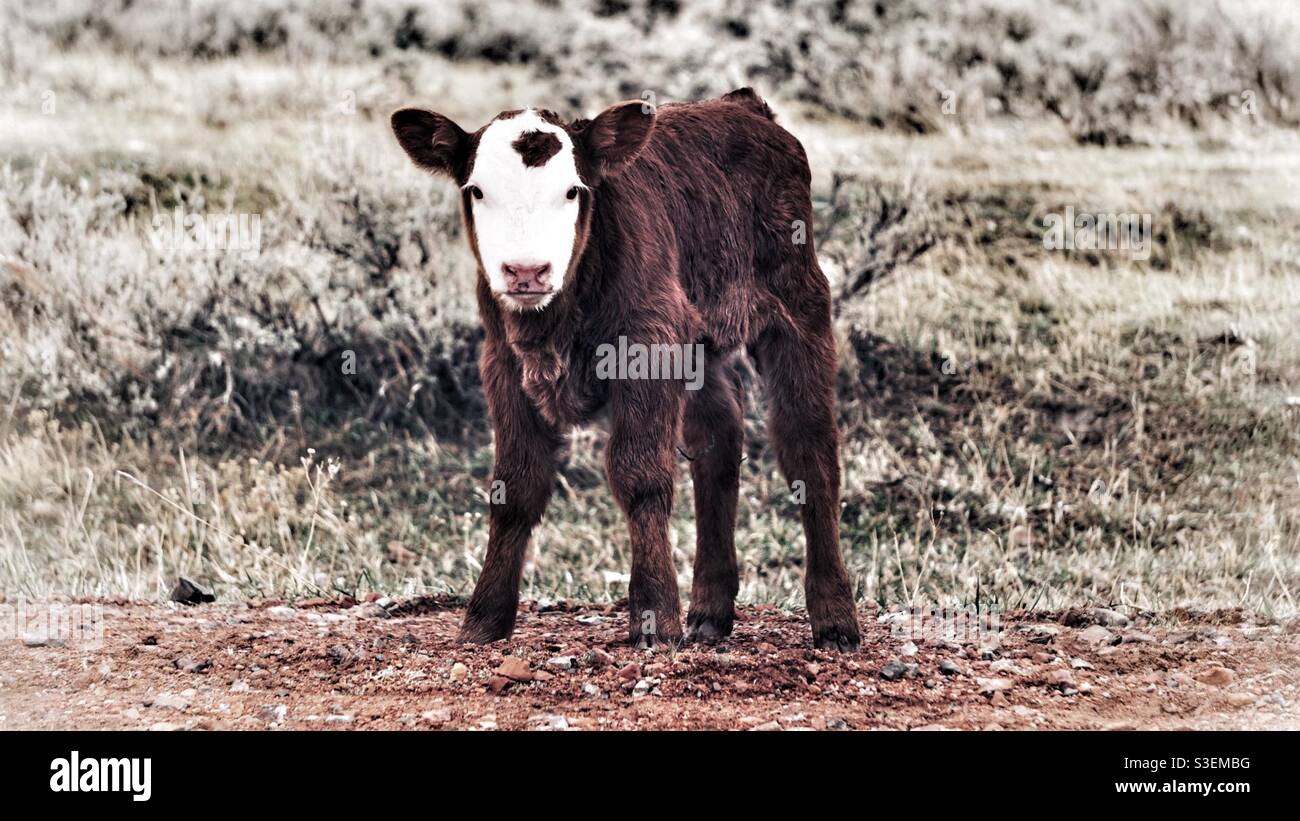 Marking cattle hi-res stock photography and images - Alamy