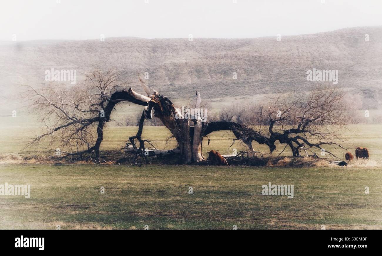 Struck by lightening hi-res stock photography and images - Alamy