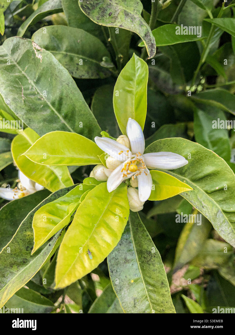 Citrus plant hi-res stock photography and images - Alamy