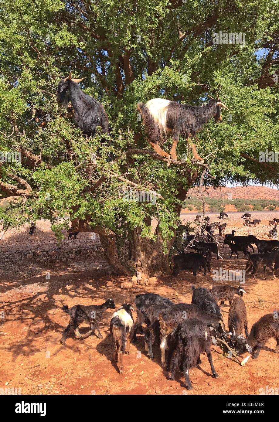 Goats in trees hi-res stock photography and images - Alamy