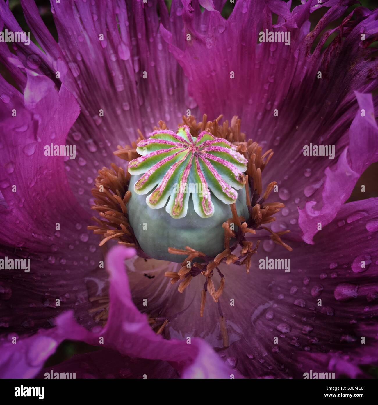Opium flower hi-res stock photography and images - Alamy
