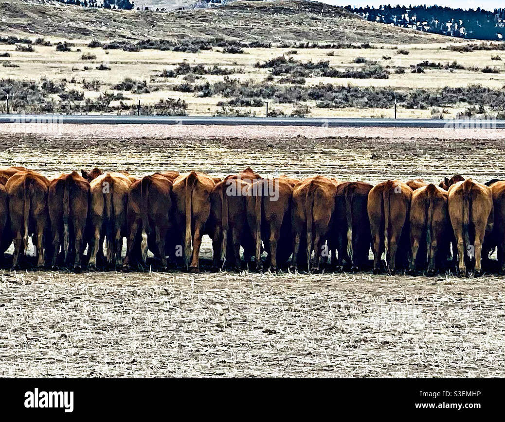 Cattle Tails High Resolution Stock Photography and Images - Alamy