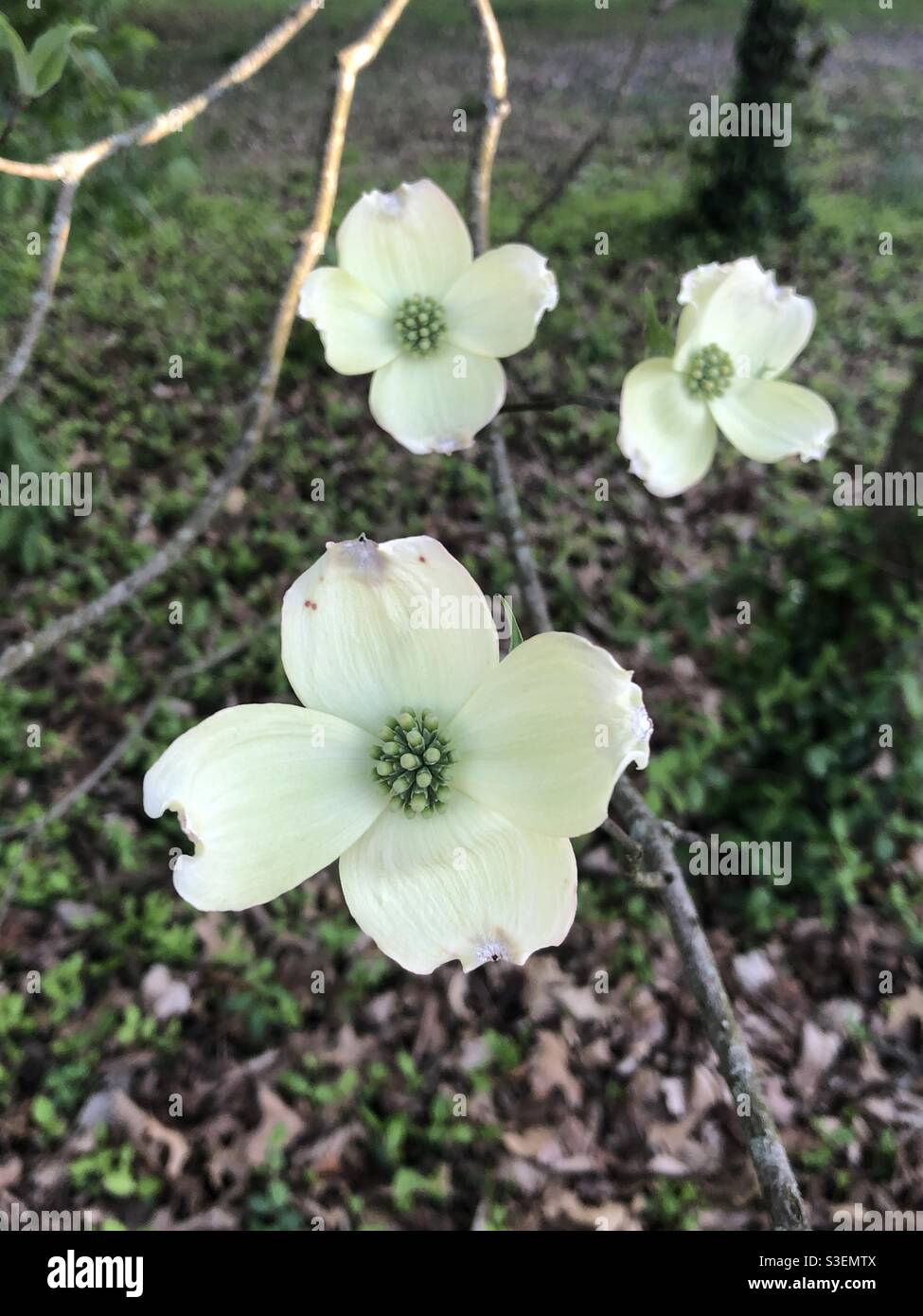 Dogwood grass hi-res stock photography and images - Alamy